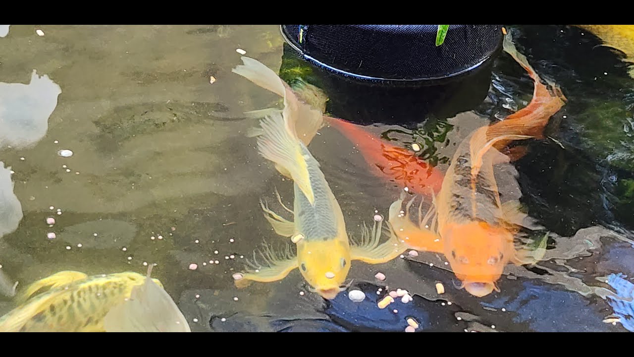 The Koi Are Being Their Normal Splashy Selves And Watching The Strange ...