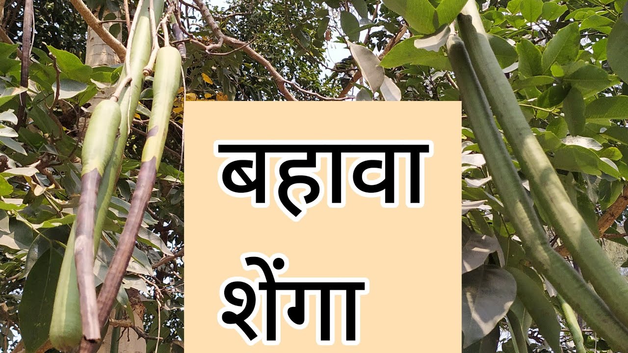 बहावा शेंगा | अमलतास | Indian Bahava tree | Cassia fistula | अस्सल ...