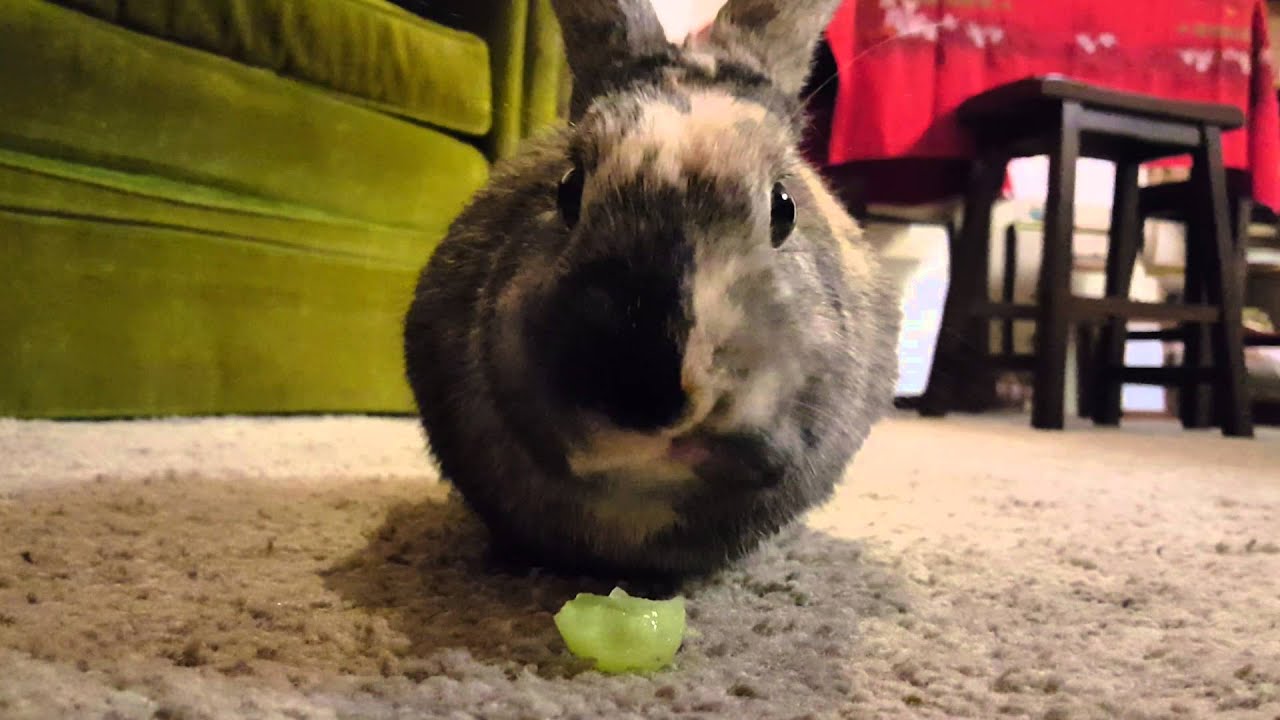 Bunny Eating A Grape! - YouTube