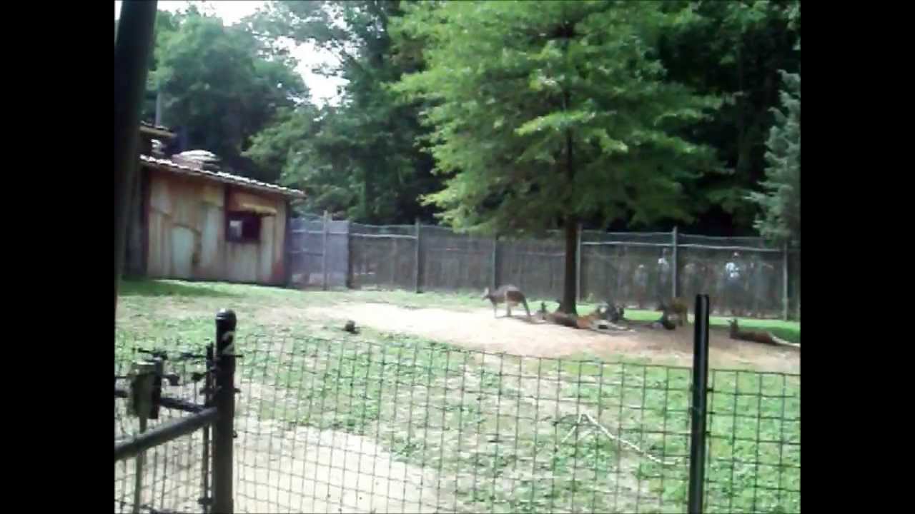 Cleveland Zoo Australian Outback Train Ride - YouTube
