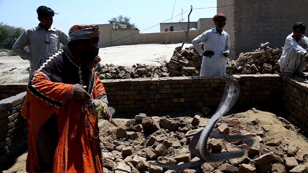 Sajjad Jogi Caught 8 feet long king cobra snake | Very lo snake in the ...