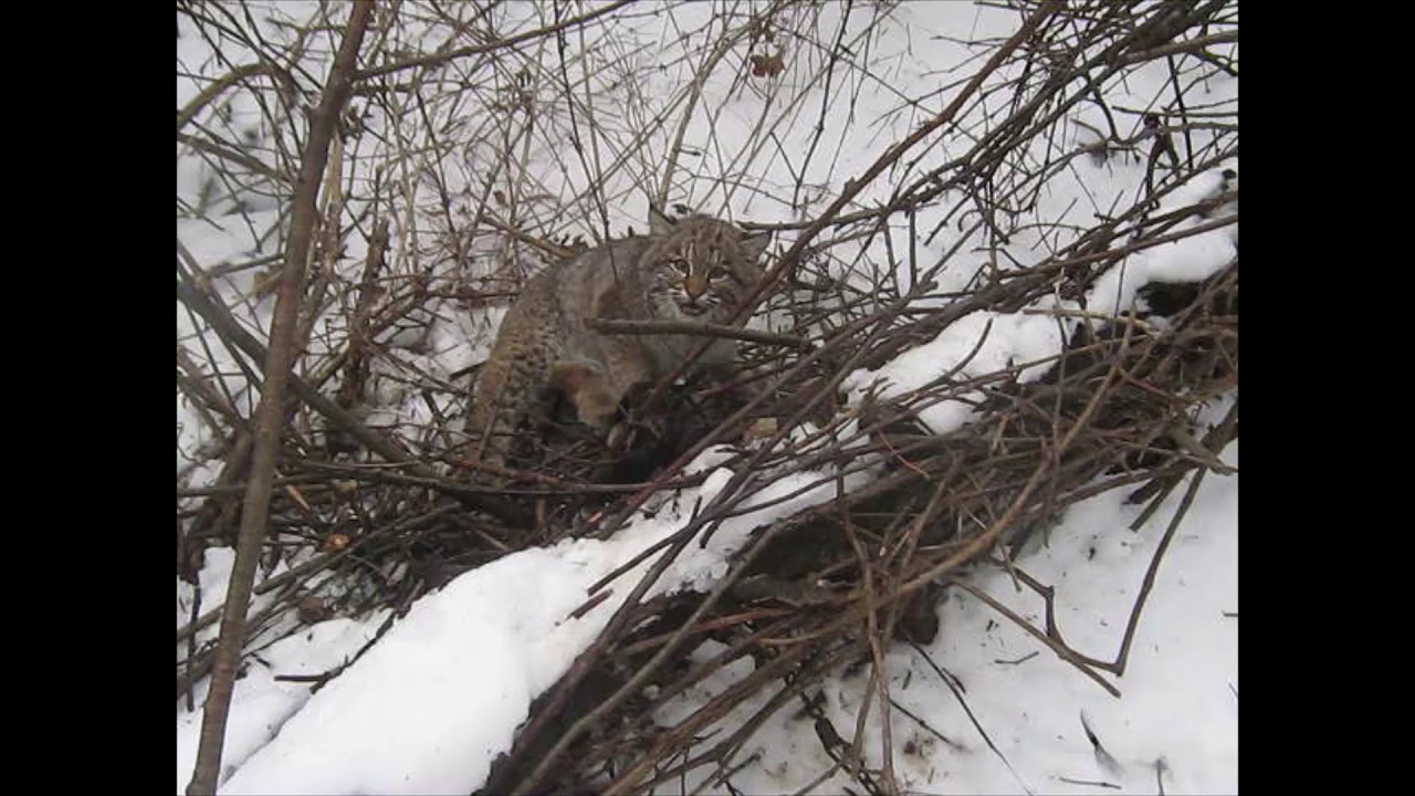 Bobcat trapping 20/21 - YouTube