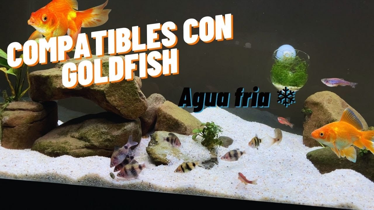 Peces compatibles con Goldfish - Que peces pueden estar con Goldfish ...