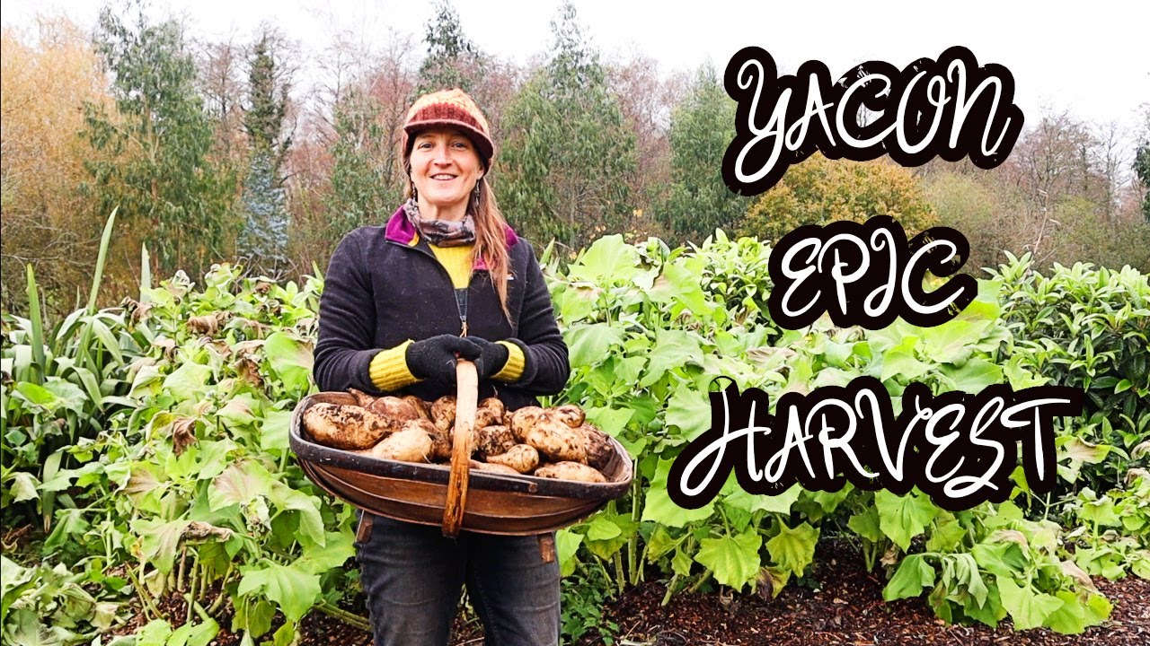 Growing YACON UK - MASSIVE HARVEST from 2 plants - Tubers & Rhizomes ...