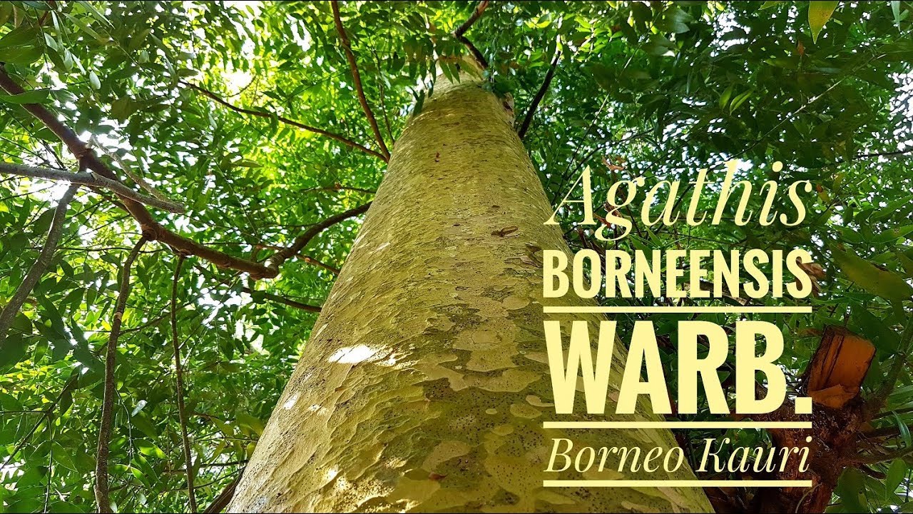 Agathis borneensis Warb. - YouTube