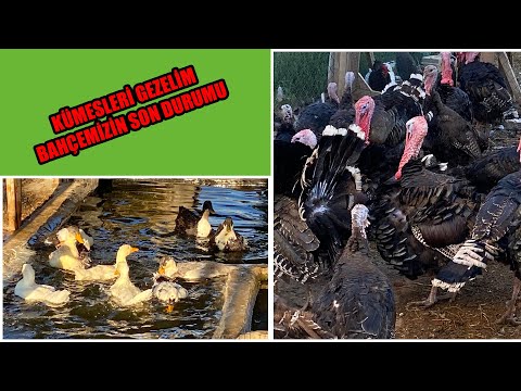 Kümesleri Gezelim - Hindilerin Son Durumu - Hobi Bahçemizin Son Durumu - Hayvan Severler İçin