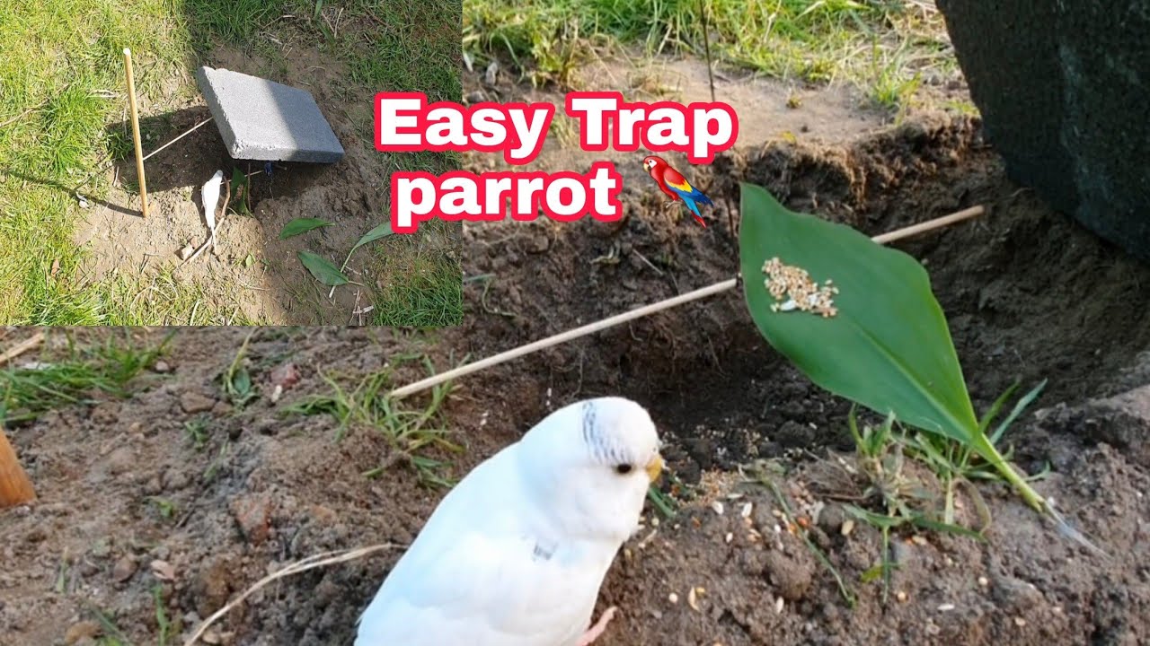 Parrot bird 🦜|Parrot bird ! Trap|| Parrot bird trap easy |Parrot bird ...