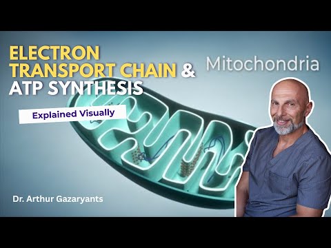 Electron Transport Chain & ATP Synthesis Explained Visually | Mitochondrial Energy Animation