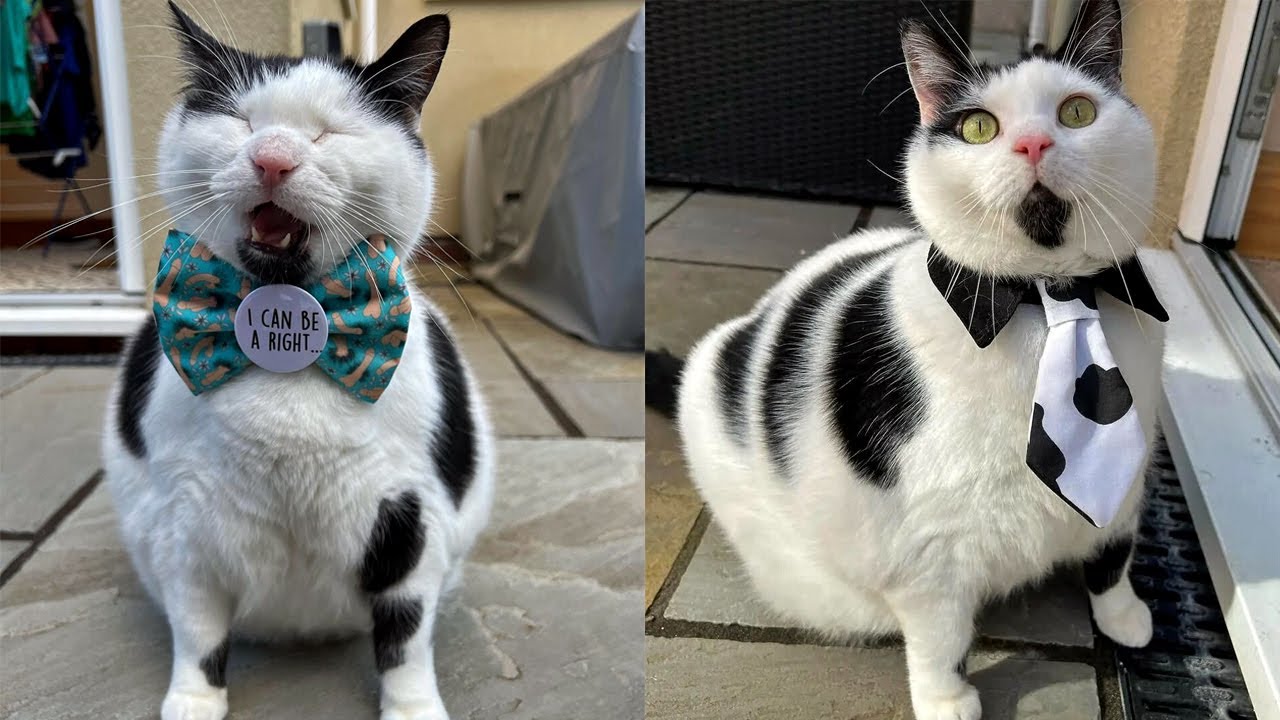 Keith The Cat Cow | The Koala - YouTube