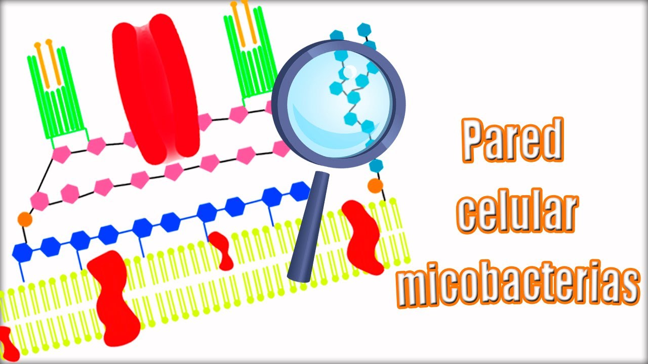 Pared celular de micobacterias en 3D!! Tuberculosis al detalle ...