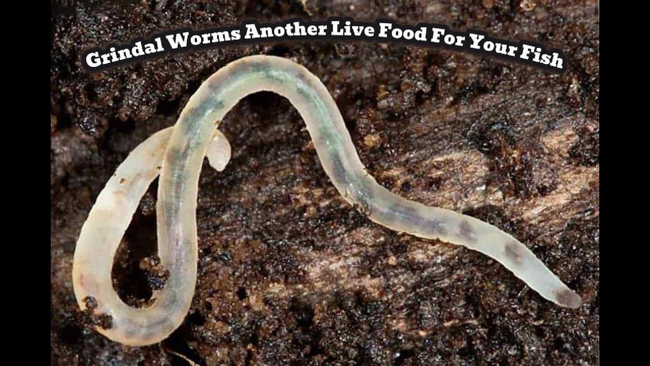 Unboxing of Set Up of a Grindal Worms Culture - YouTube