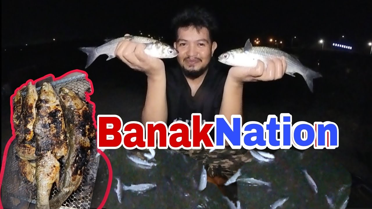 Isang pamilyang isdang banak sa night fishing Namin.Ikan belanak ...