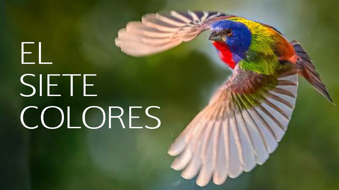 AZULILLO SIETECOLORES (Passerina ciris) #animalesfantasticos # ...