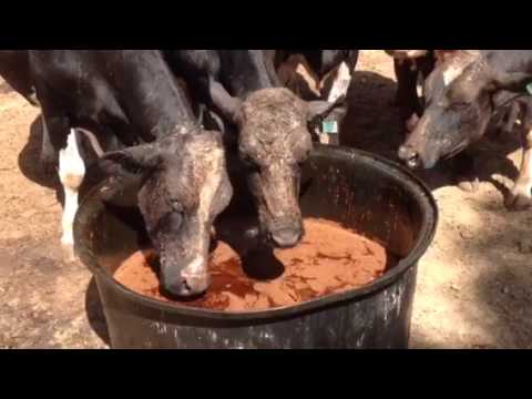 Cows licking molasses with Progardes seeds added for faecal seeding ...