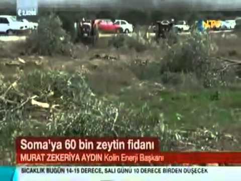 Kolin Enerji Bşk. Murat Zekeriya Aydın: Soma'ya 60 Bin Zeytin Fidanı
