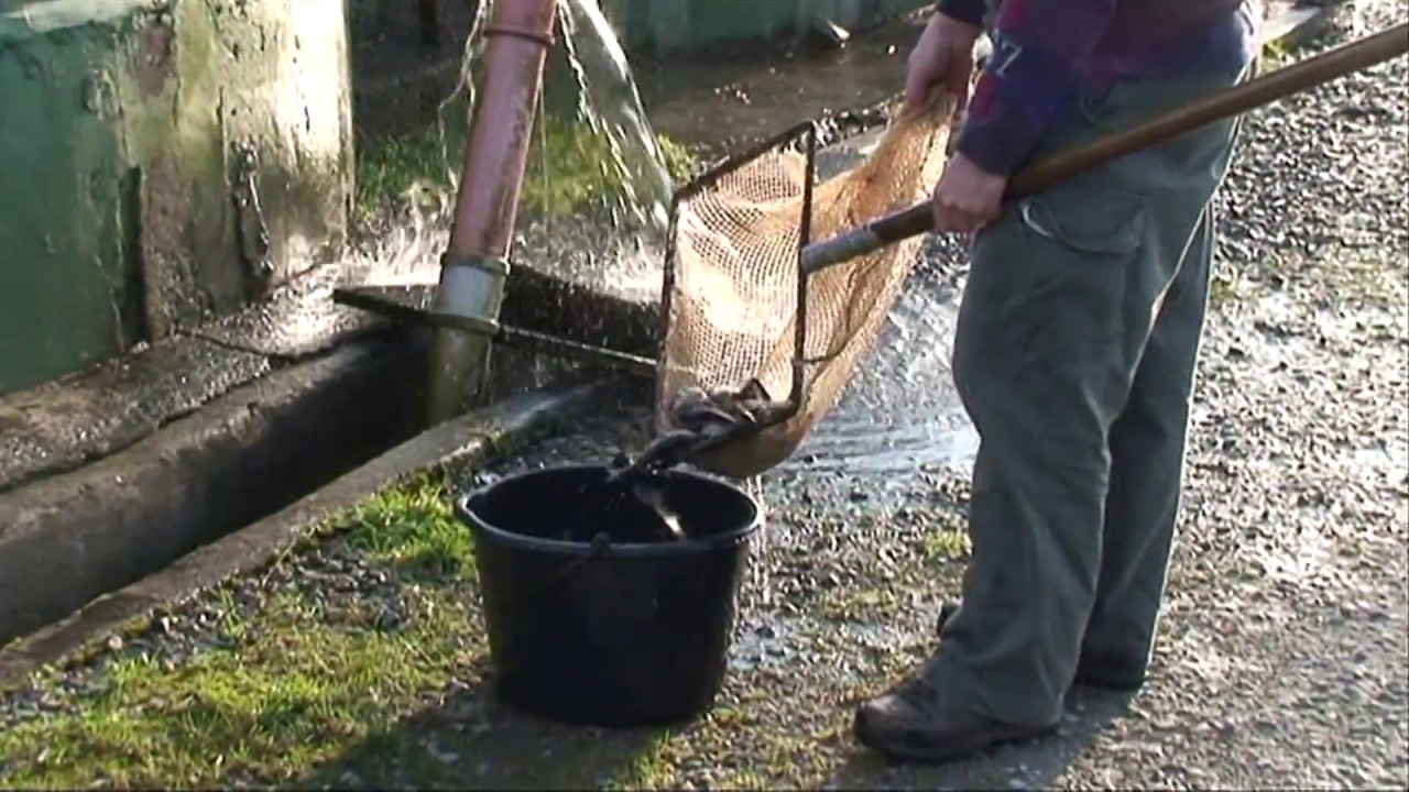 Plus de 40% de nos saumons d'élevage proviennent de fermes bio - YouTube