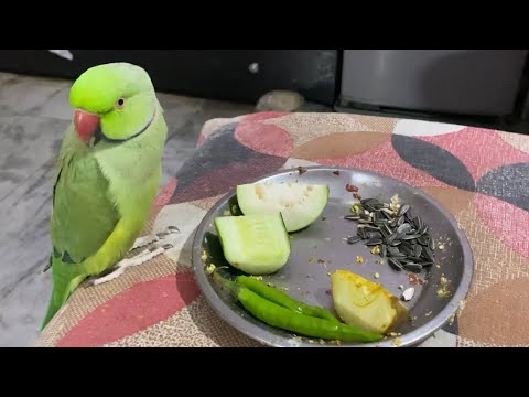 Ringneck parrot food for summer🍉🥭 Parrot ka khana🦜 - YouTube
