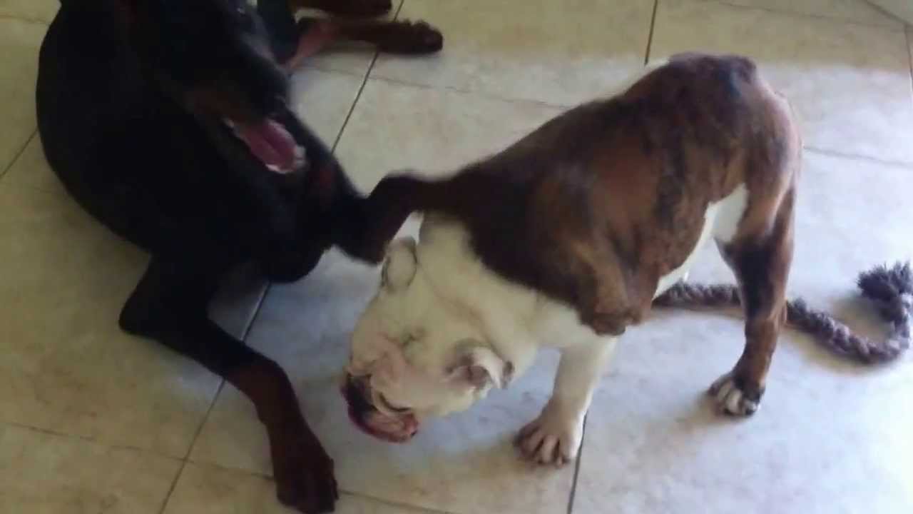 English Bulldog with Doberman - YouTube