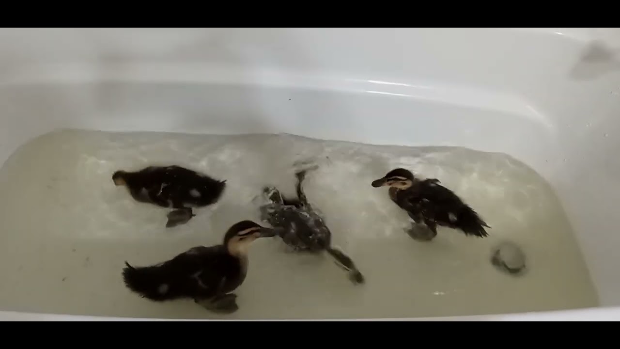 Baby ducks taking their evening bath. - YouTube