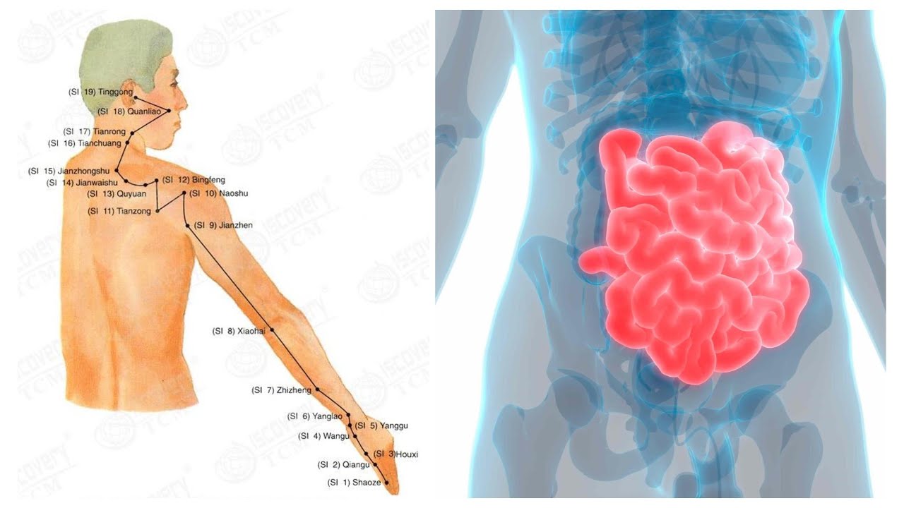 POINTS OF THE SMALL INTESTINE CHANNEL OF HAND TAIYANG - YouTube