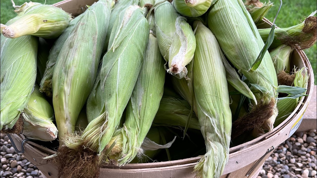 Sweet corn update - YouTube
