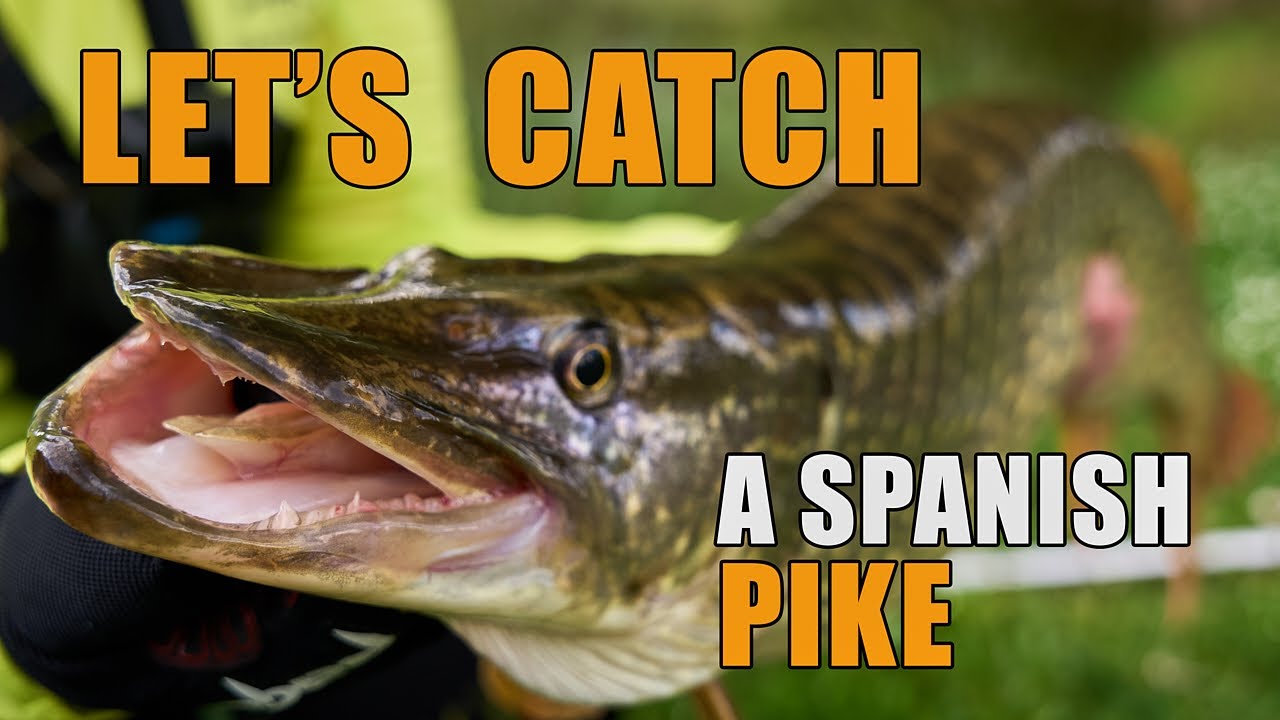 Pike Fishing In Spain - We Finally Caught Our First Pike In Spain - YouTube