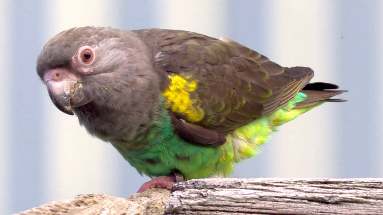 Meyer parrot young male bird - YouTube