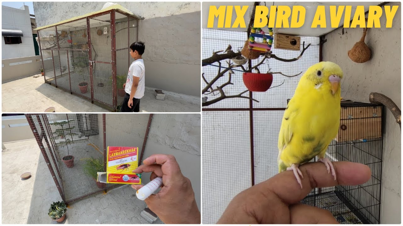 My Mix Bird Aviary | Ant Attack on Outdoor Bird Setup - YouTube