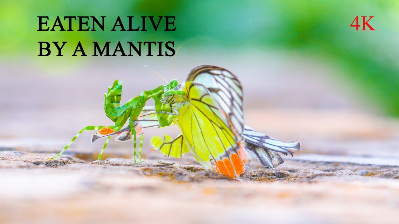 Indian Jezebel butterfly eaten alive by a mantis in 4K #butterfly # ...