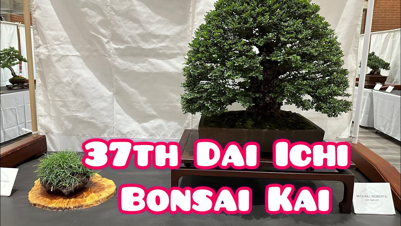37th Dai Ichi Bonsai Kai show - YouTube