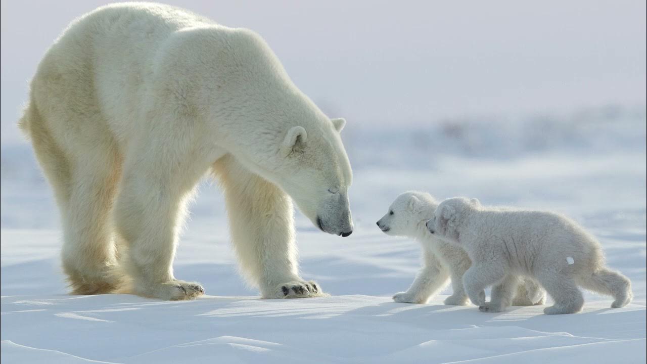 Polar Bear Takes Cubs to Spring Water Hole - YouTube