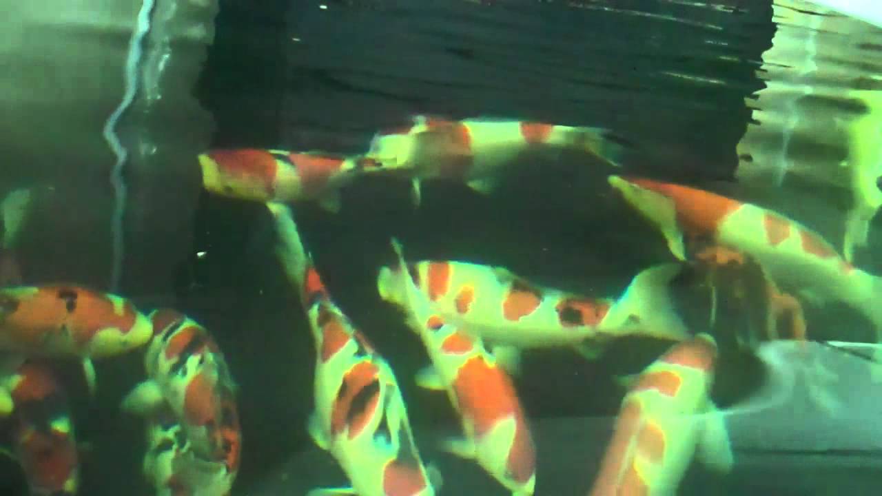 mizuho sinking koi food - YouTube