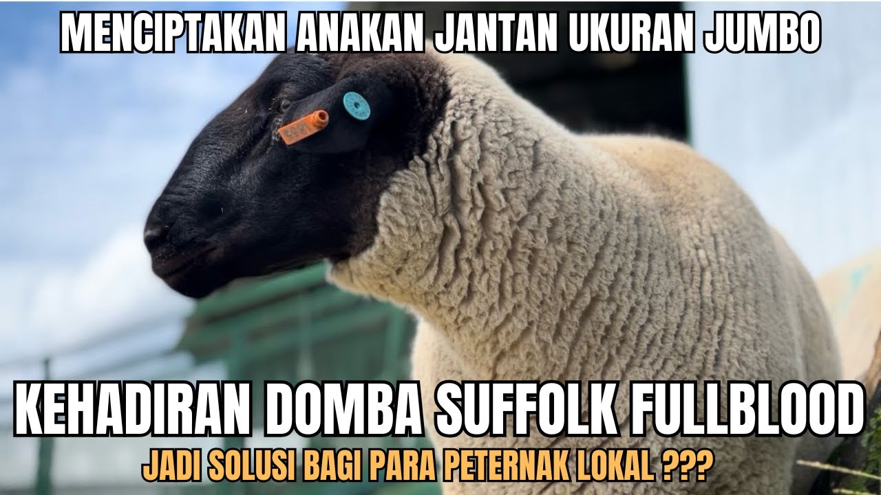 MENCIPTAKAN ANAKAN JANTAN UKURAN JOMBO DENGAN SUFFOLK FULLBLOOD ...