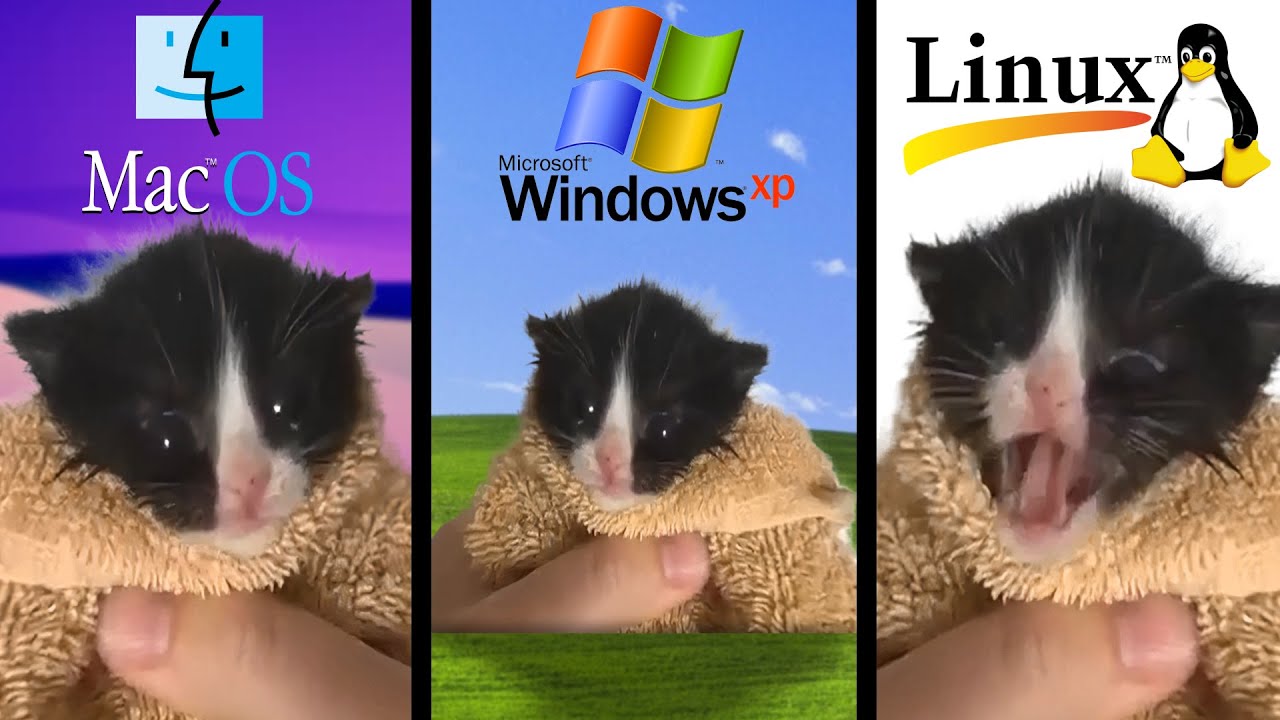 Kitten Meows but WINDOWS STARTUP (macOS, Linux) - YouTube