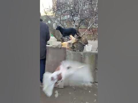 Все животные мирно живут рядом - YouTube