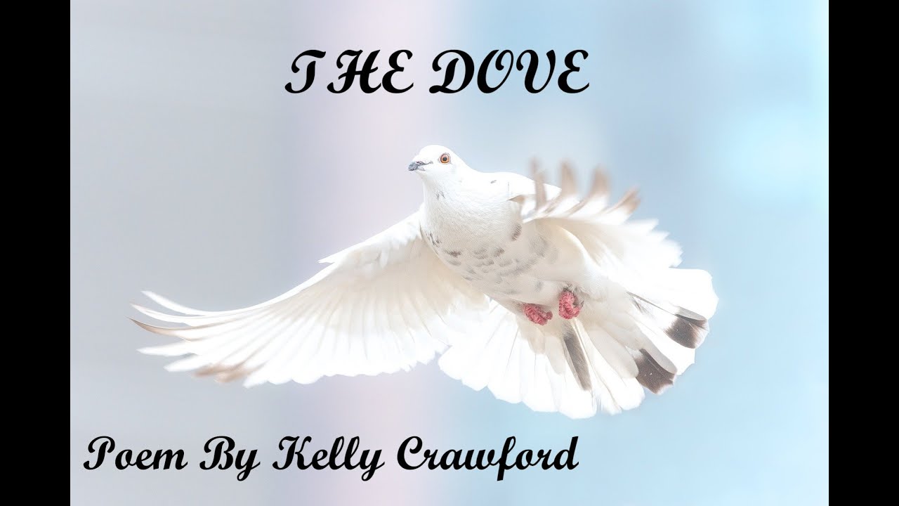 THE DOVE POEM ( Written by Kelly Crawford) - YouTube