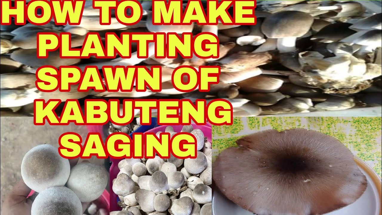 #Mushroomsspawn HOW TO MAKE PLANTING SPAWN OF STRAW MUSHROOM(kabuteng ...
