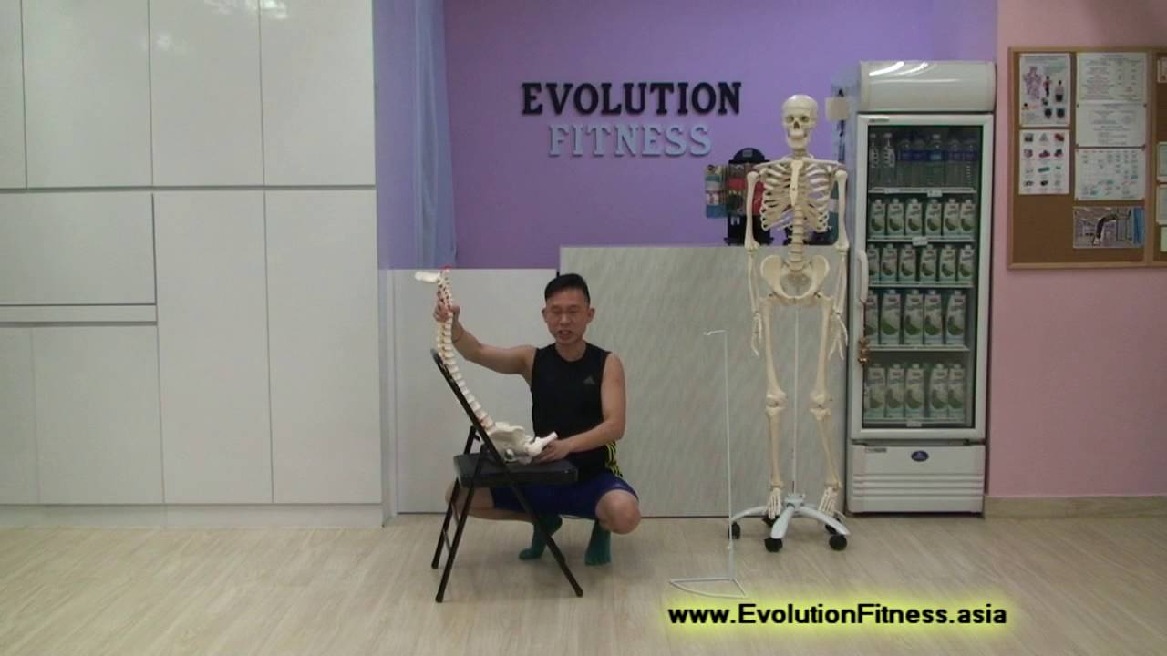 Adopt Correct Sitting Posture explain using Spine model - YouTube