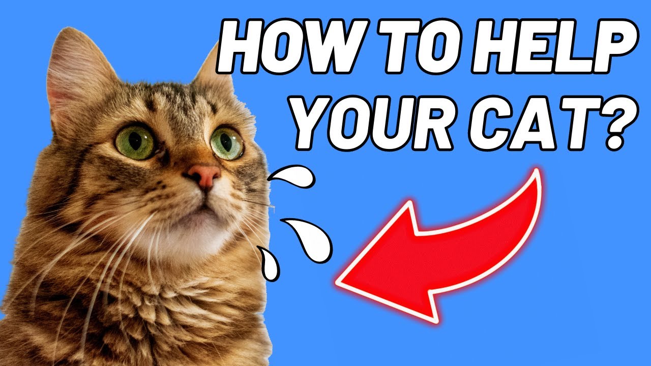 😰Cats with BREAKING HARD (Causes and Solutions) - YouTube