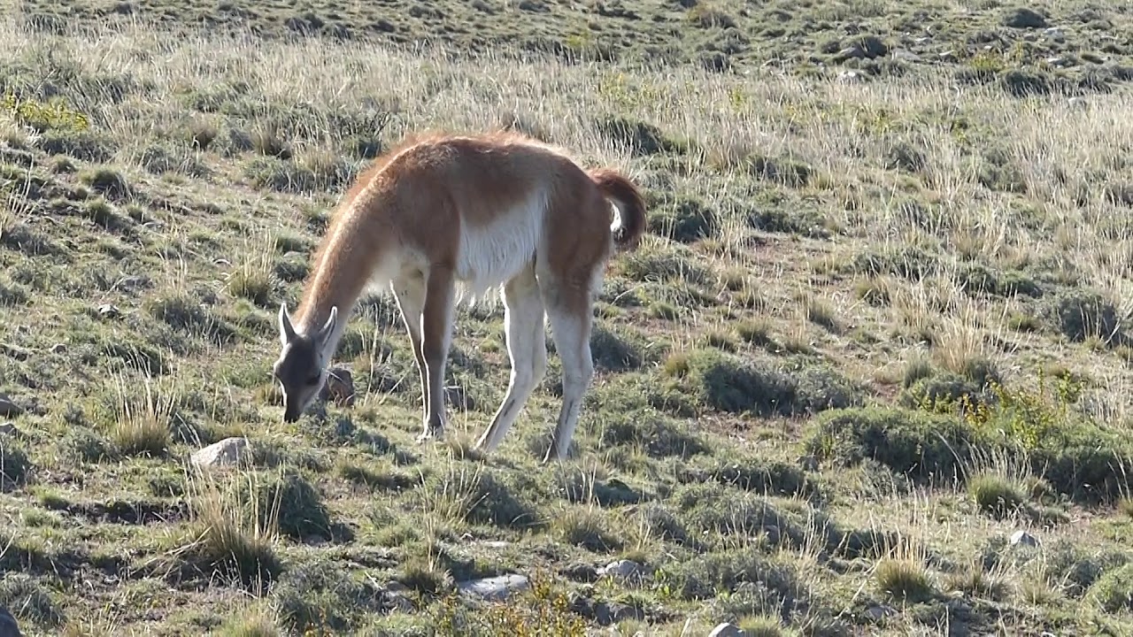 Guanaco Eating at Torres del Paine, Chile - YouTube