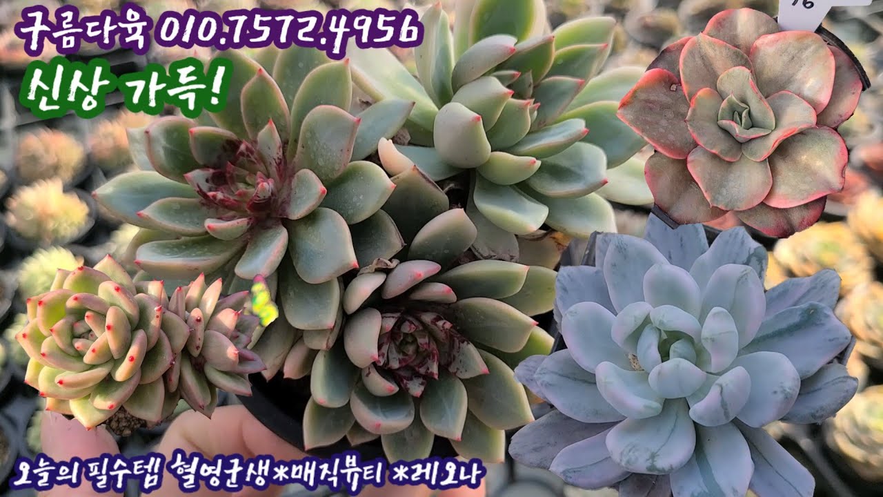 구름다육에 입고된 신상 다육이들 소개합니다 너무 예쁜 매직뷰티 씨에라군생 깜보 롤리폴리금 애플캔디 구름다육 010