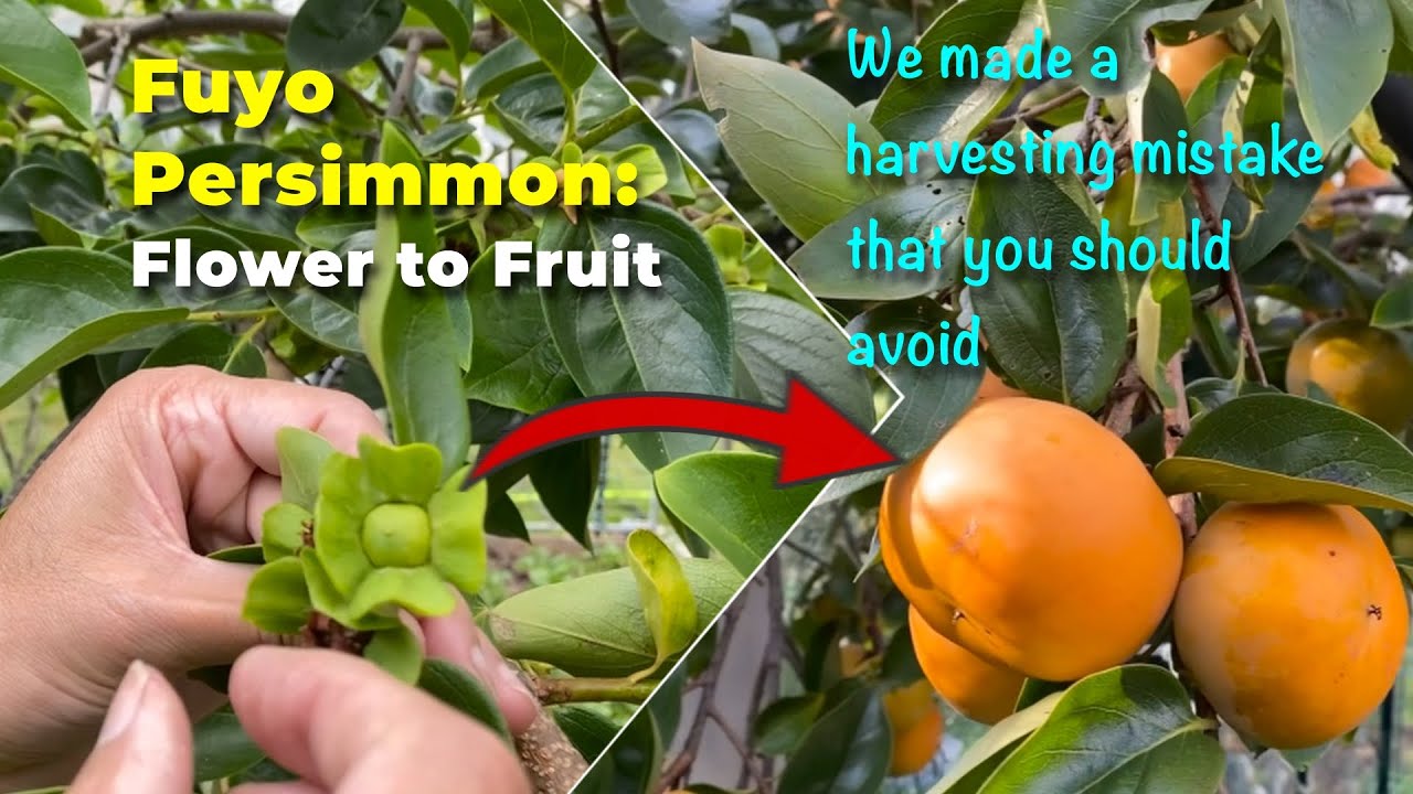 Fuyo Persimmon From Flower to Fruit #gardening #persimmon #fruit - YouTube