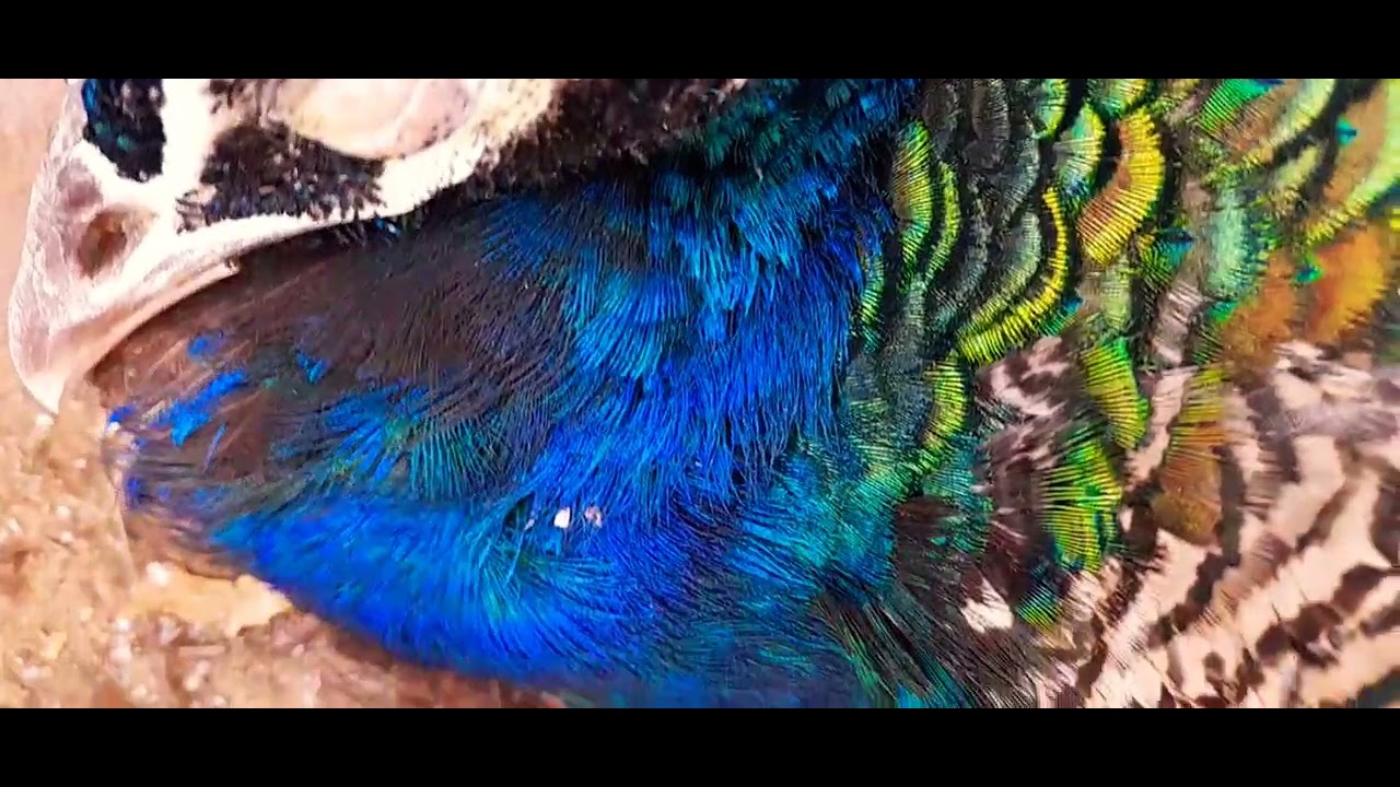Beautiful Beautiful Peacock sleeping 😴🦚🦚🦚🦚🦚🦚🦚🦚🦚🦚🦚🦚🦚 - YouTube