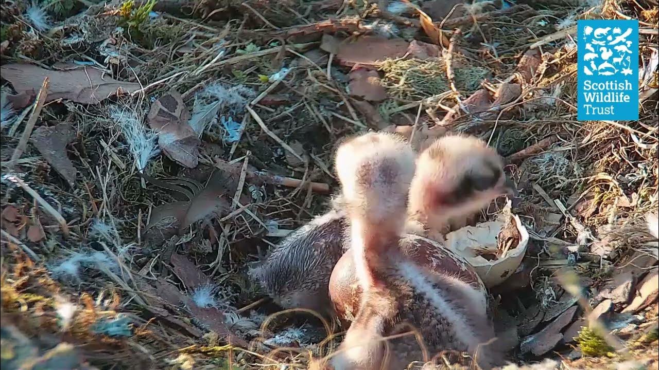 Head Bobbing Osprey Chicks - (Loch of the Lowes Osprey Webcam 2023) - YouTube