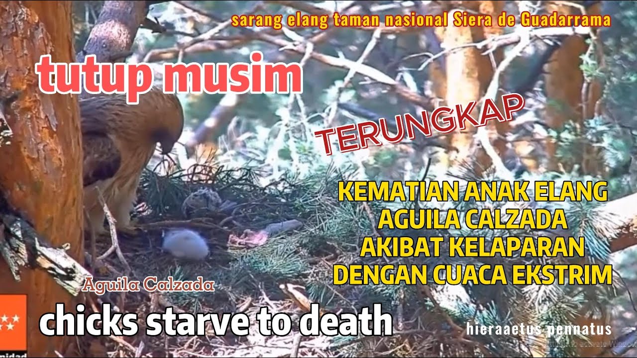 DUA HARI LEBIH TANPA MAKAN DALAM CUACA EKSTRIM KEDUA ANAK ELANG BOOTED ...