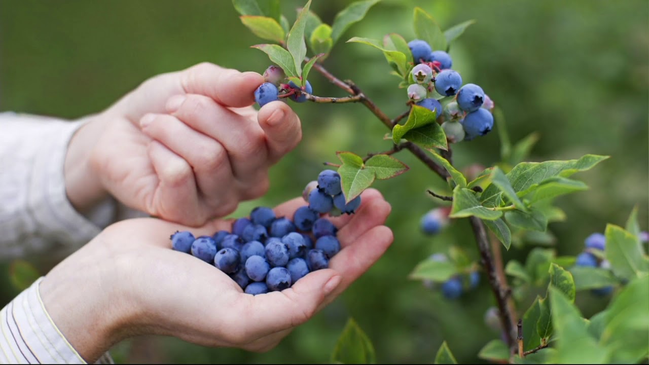 Cottage Farms Twice as Nice Sweetheart Blueberry on QVC - YouTube