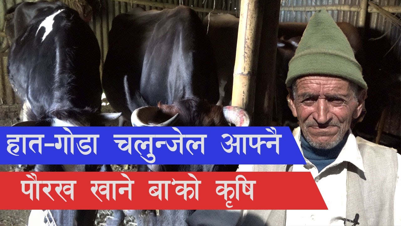 ७९ वर्षे बा को मेहनत || Gai Palan in Nepal || - YouTube