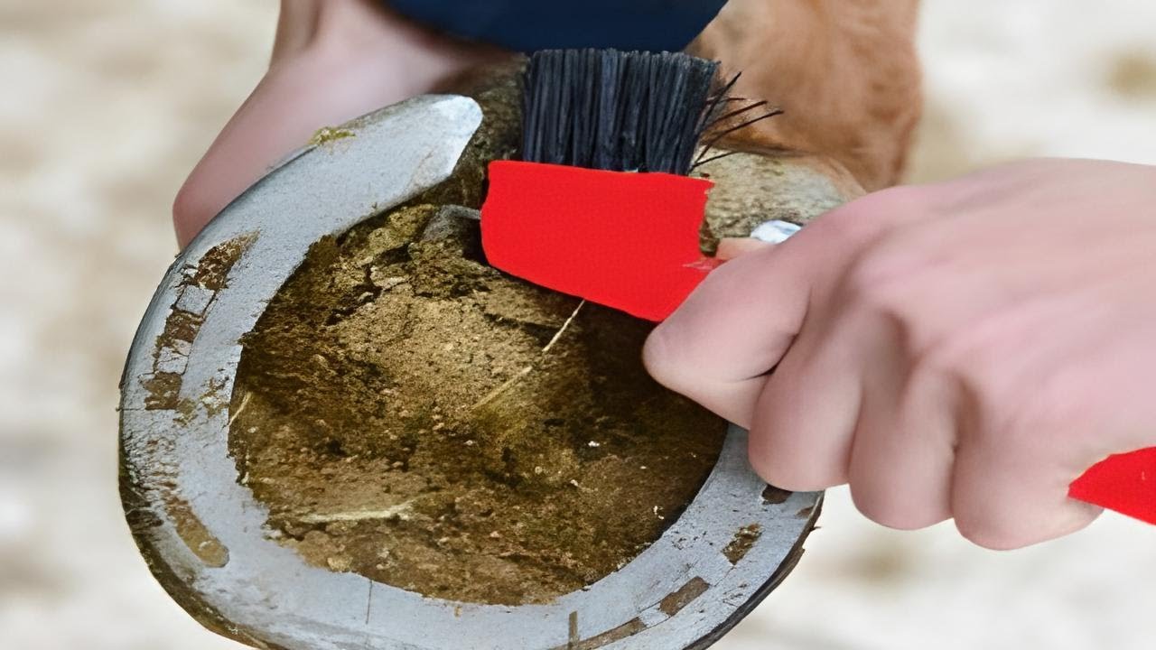 ABSOLUTE BEST Horse Hoof Cleaning Methods for a Perfect Trim - YouTube