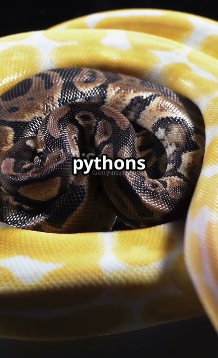 Mind-Blowing Python Facts You Didn't Know! #facts #python #viralvideo # ...