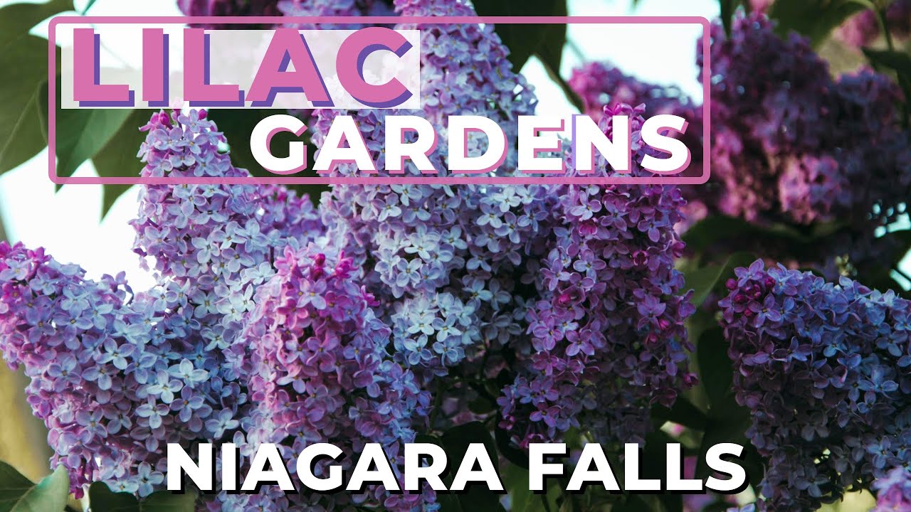 Centennial Lilac Garden, Niagara Falls, Canada - YouTube